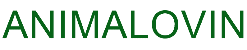 Polypay Sheep Breed: Information, Behavior, and Care